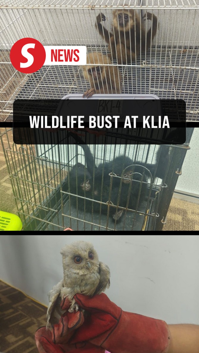 Caught at KLIA: Gibbons, siamangs and owl crammed into suitcase