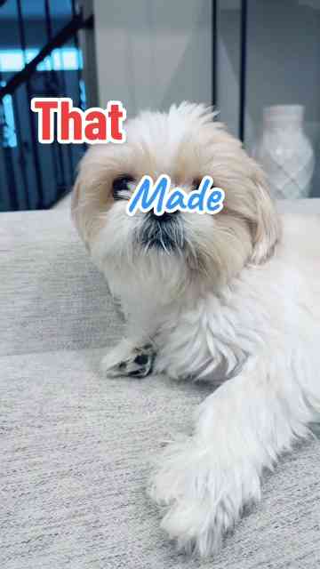 Adorable Shih Tzu moments you will love