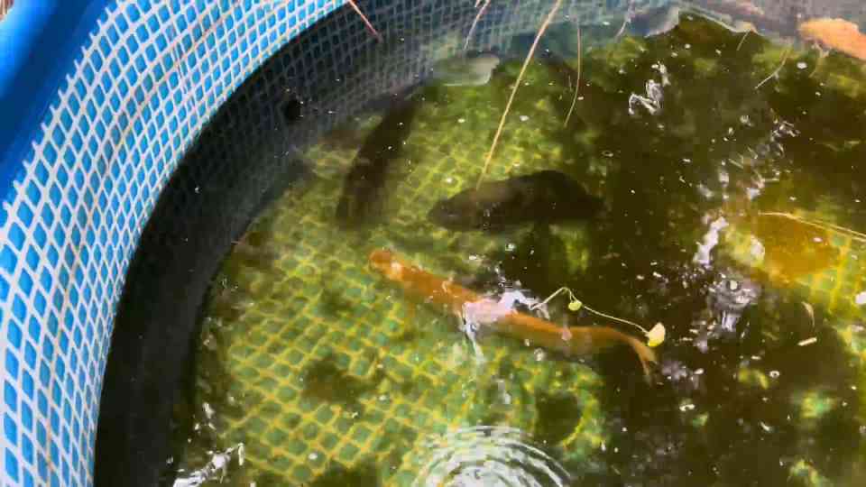 This fish grew too big for the home aquarium