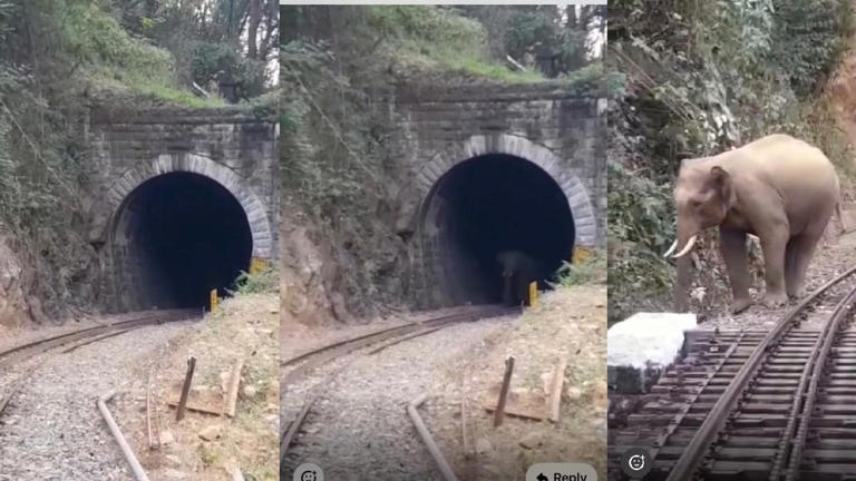 Watch: Railway workers scatter as wild elephant emerges from tunnel ...