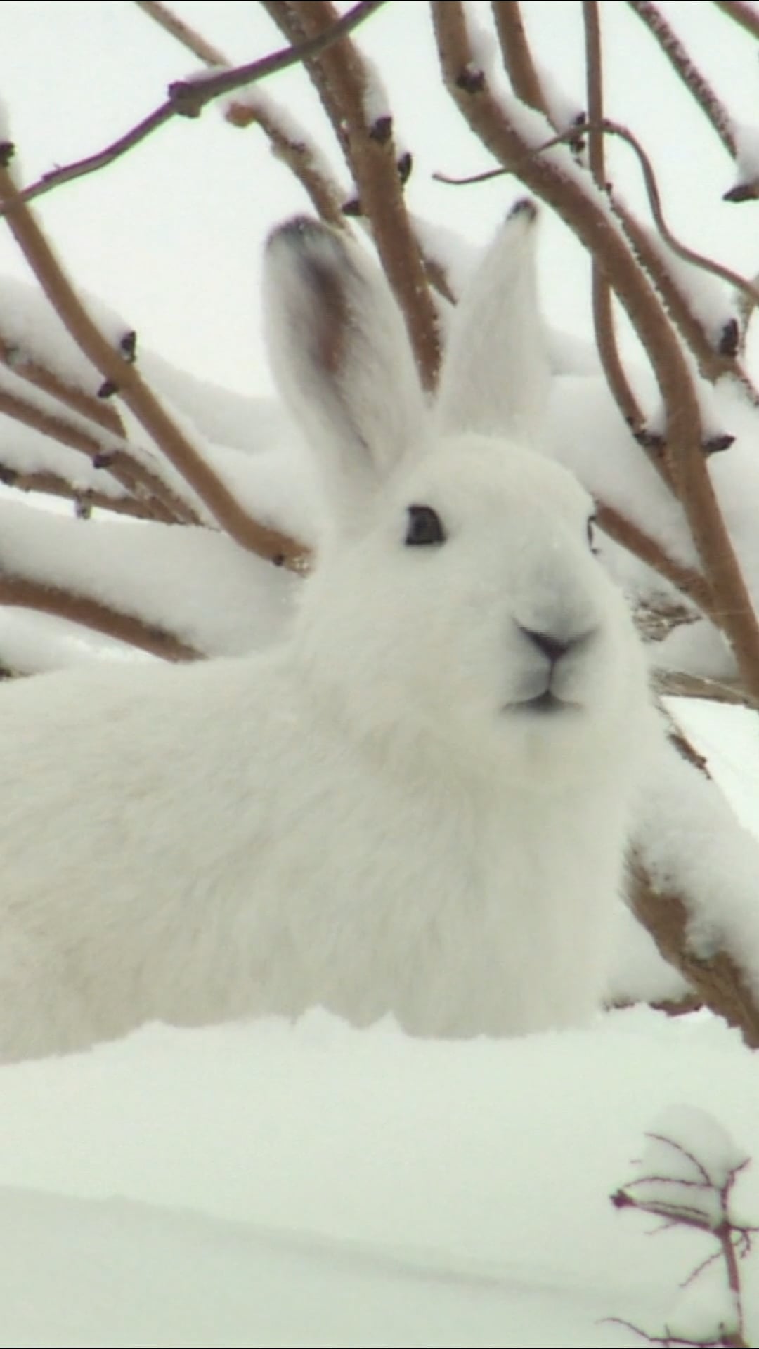 The snowshoe hare: Footage of the large rabbit with color-changing fur