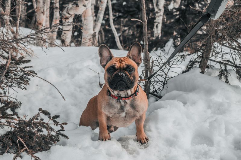 16 dog breeds that can make everyday routines feel more meaningful