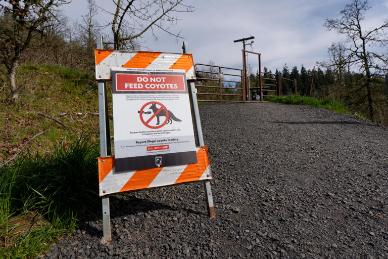 Mount Pisgah coyotes show unusual behavior in 2026, 1 euthanized