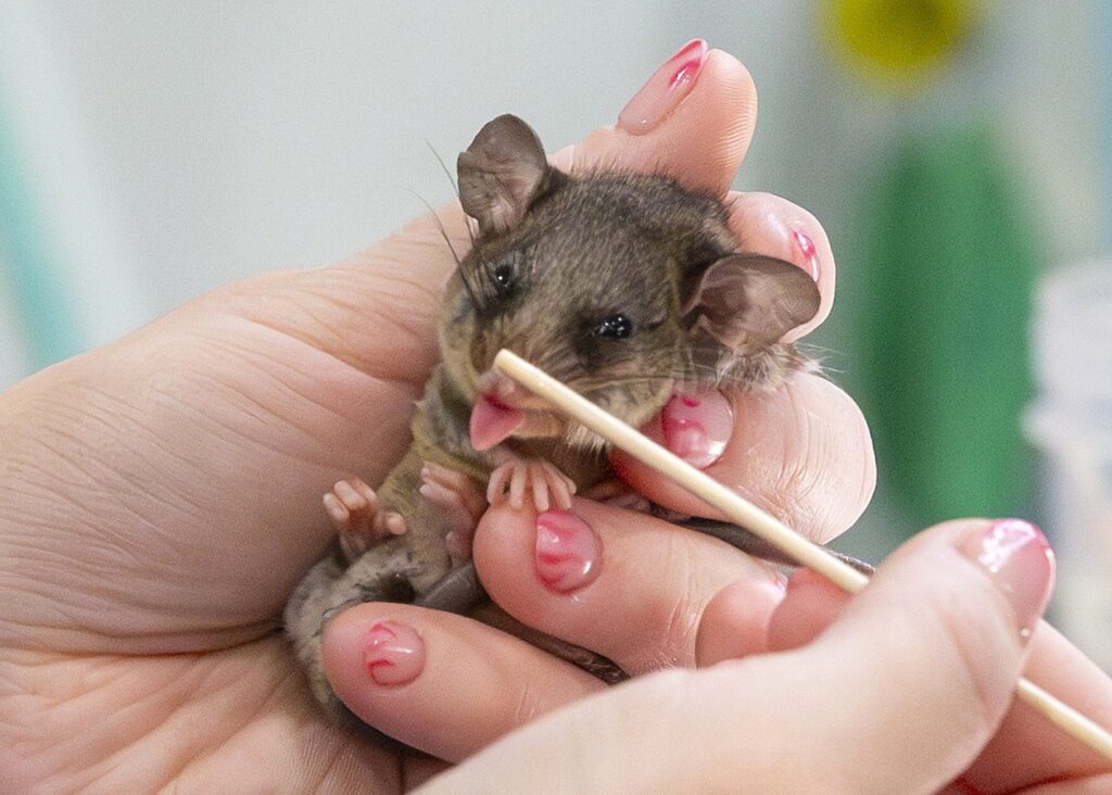 Dozen critically endangered mountain pygmy possums bred successfully