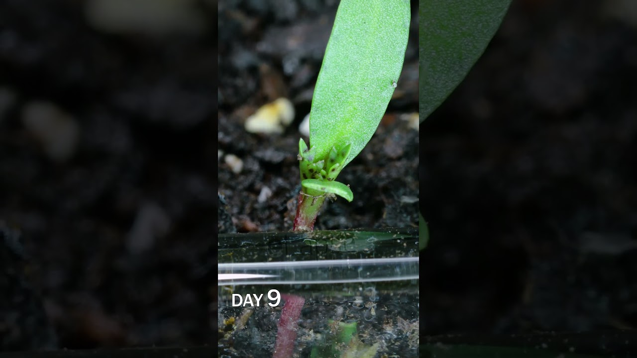 Marigold sprouting time lapse