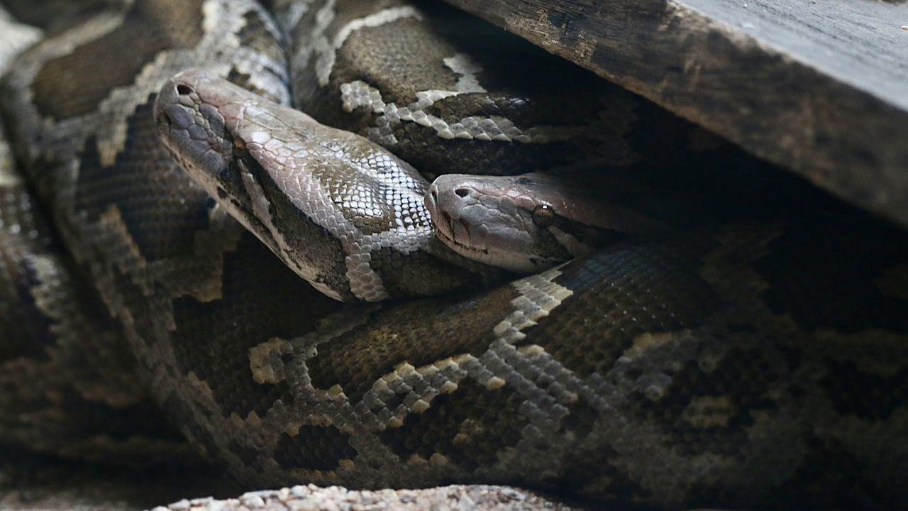 The places snakes move into before anybody realizes they’re there