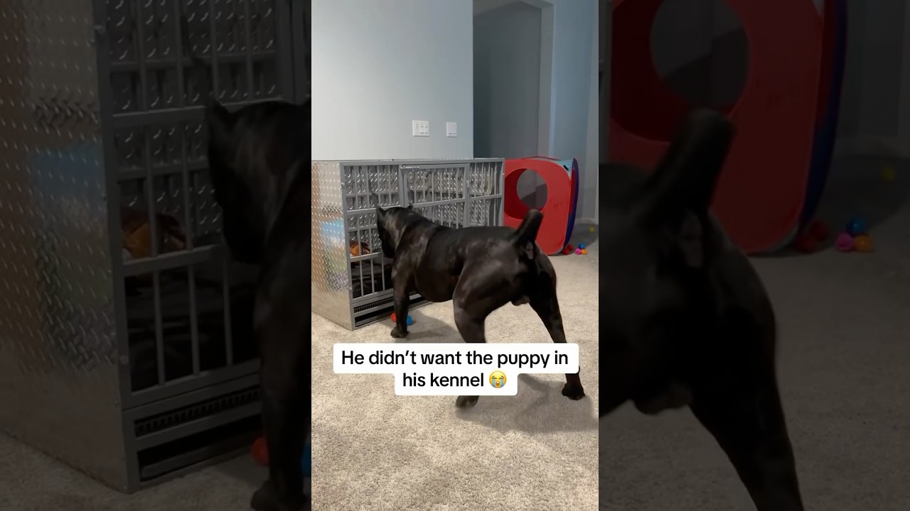 Giant dog faces off against a small stuffed toy rival