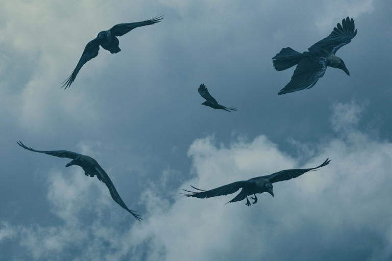 Why birds keep appearing in your life (expert meaning)
