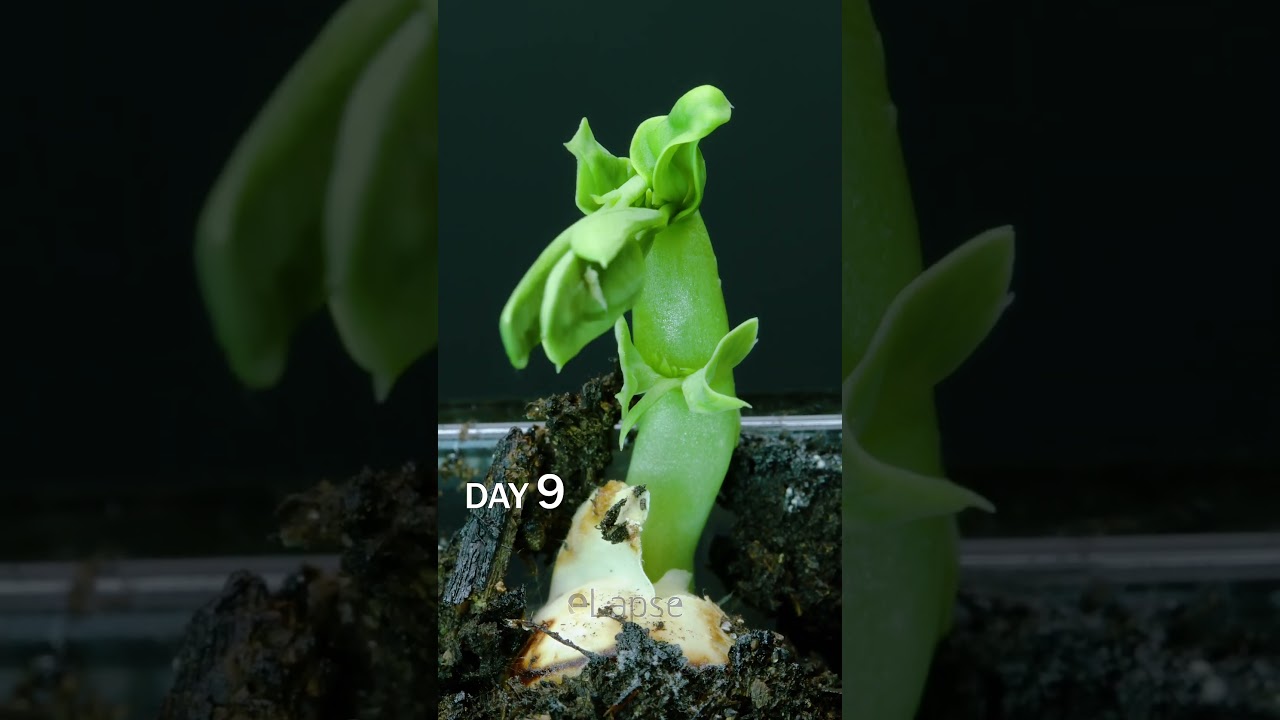 Pea sprouting time lapse
