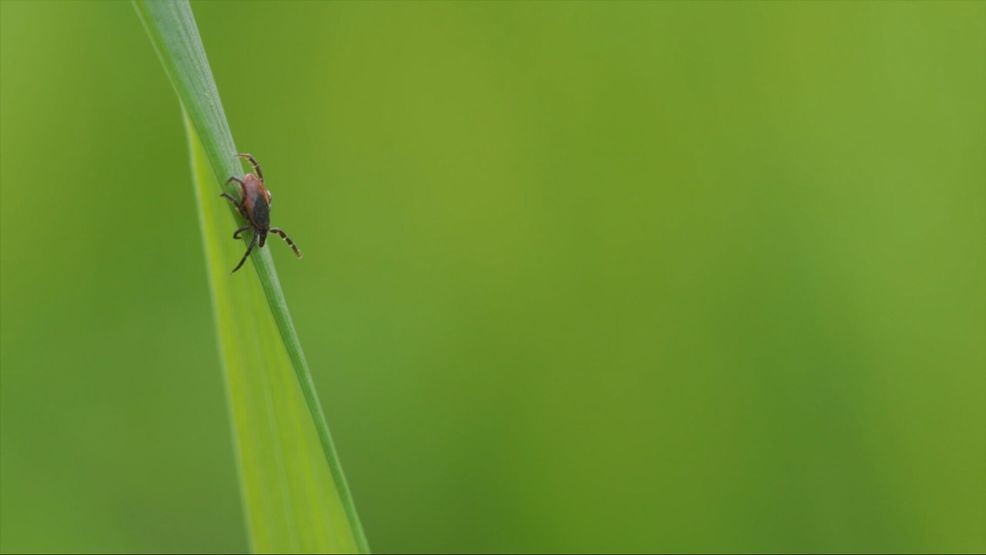Heavy snowfall may lead to more ticks and bugs this spring