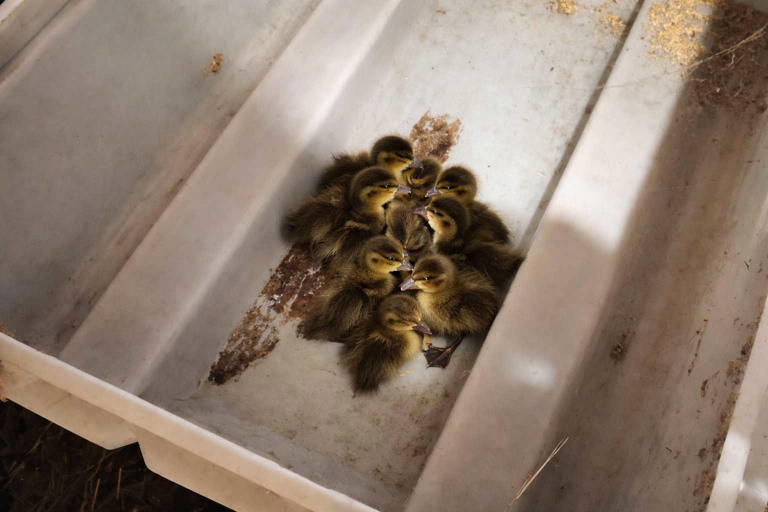 Ducklings rescued as crews battle Sabattus barn fire