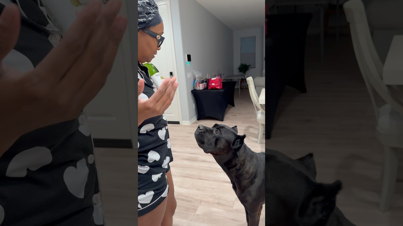Cane corso dog can't handle the situation anymore