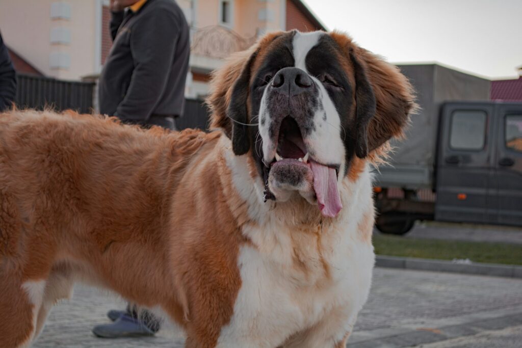15 big dog breeds that will steal your heart