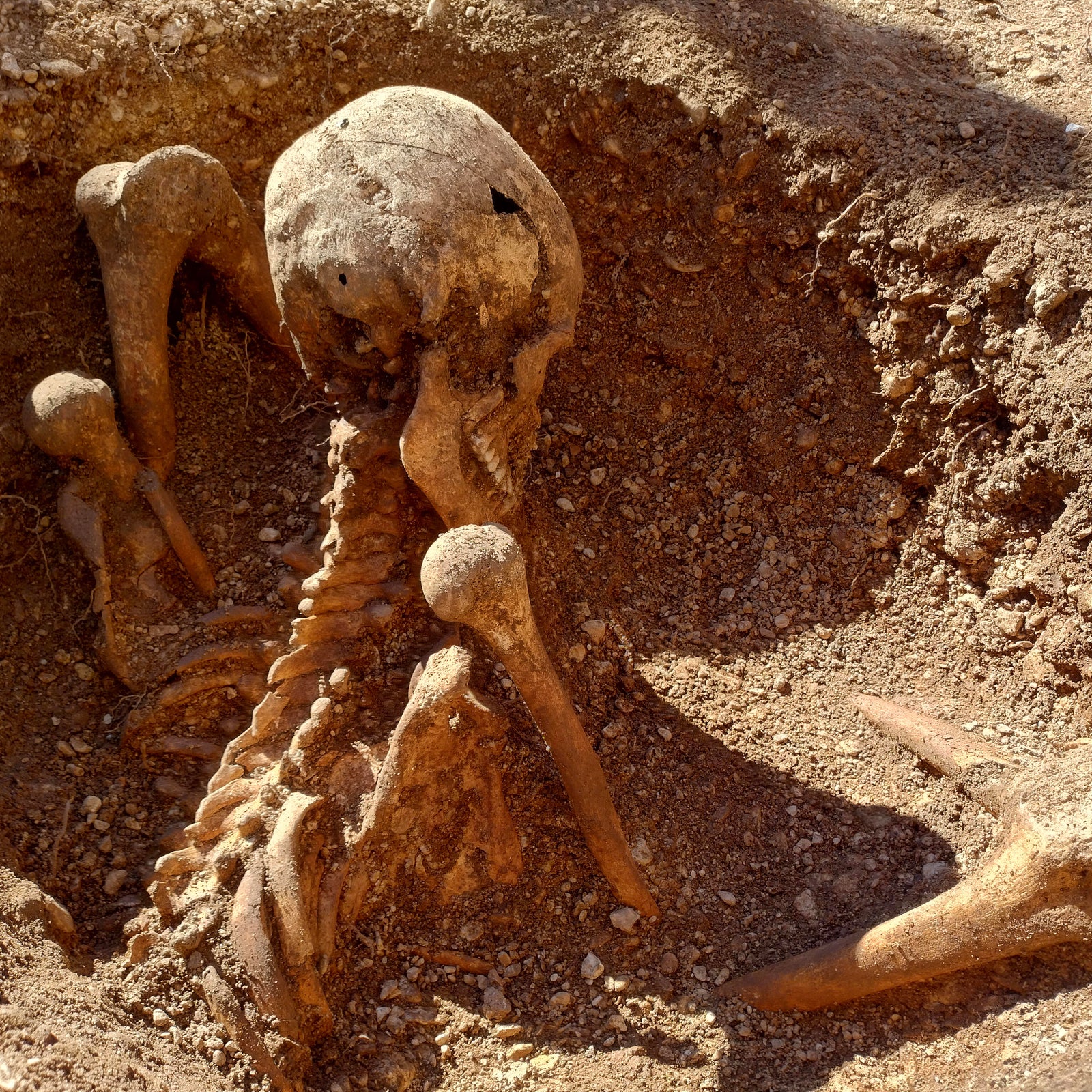 Children discover mysterious ancient skeleton next to playground
