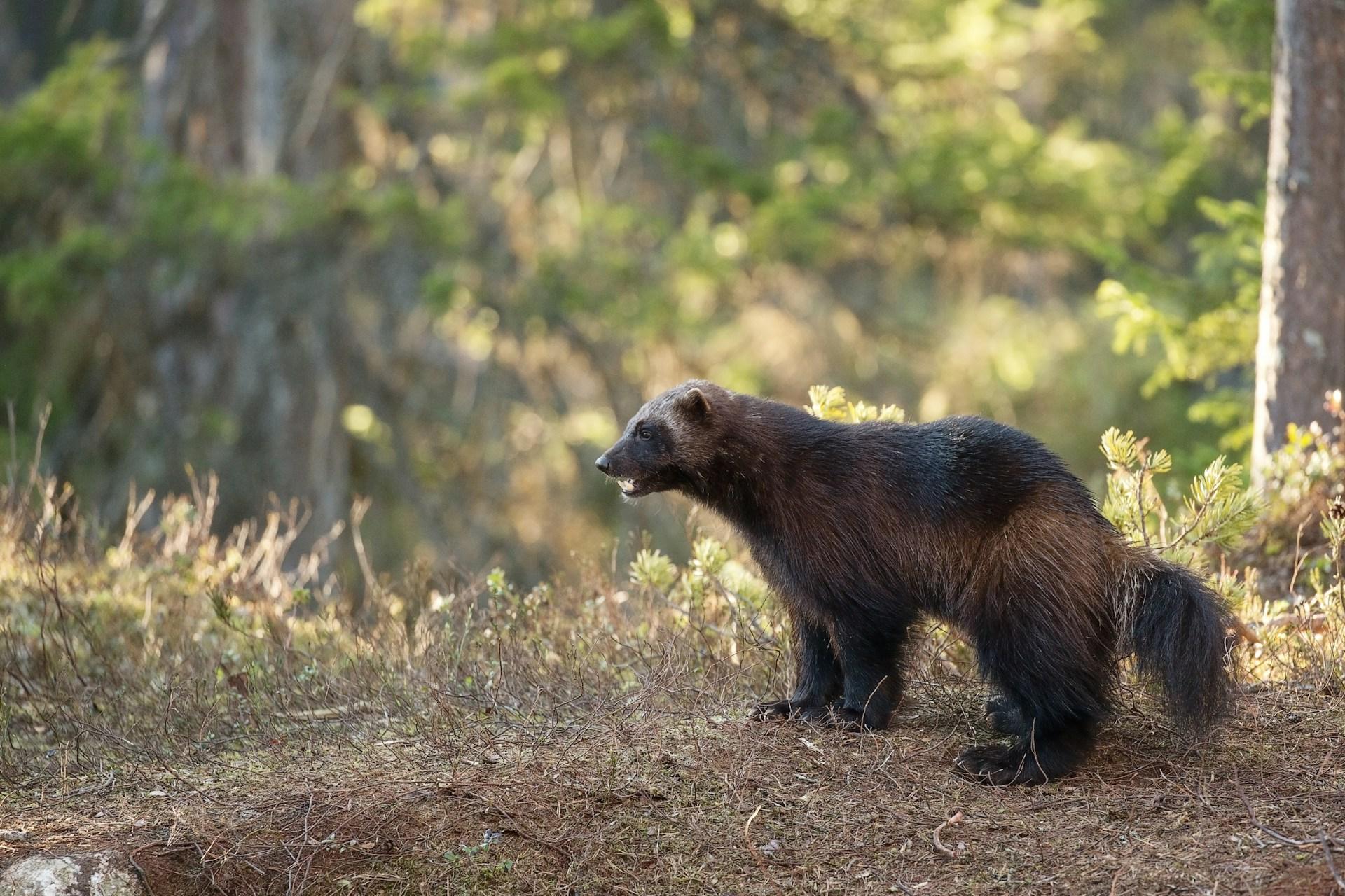 18 dangerous Canadian animals people underestimate