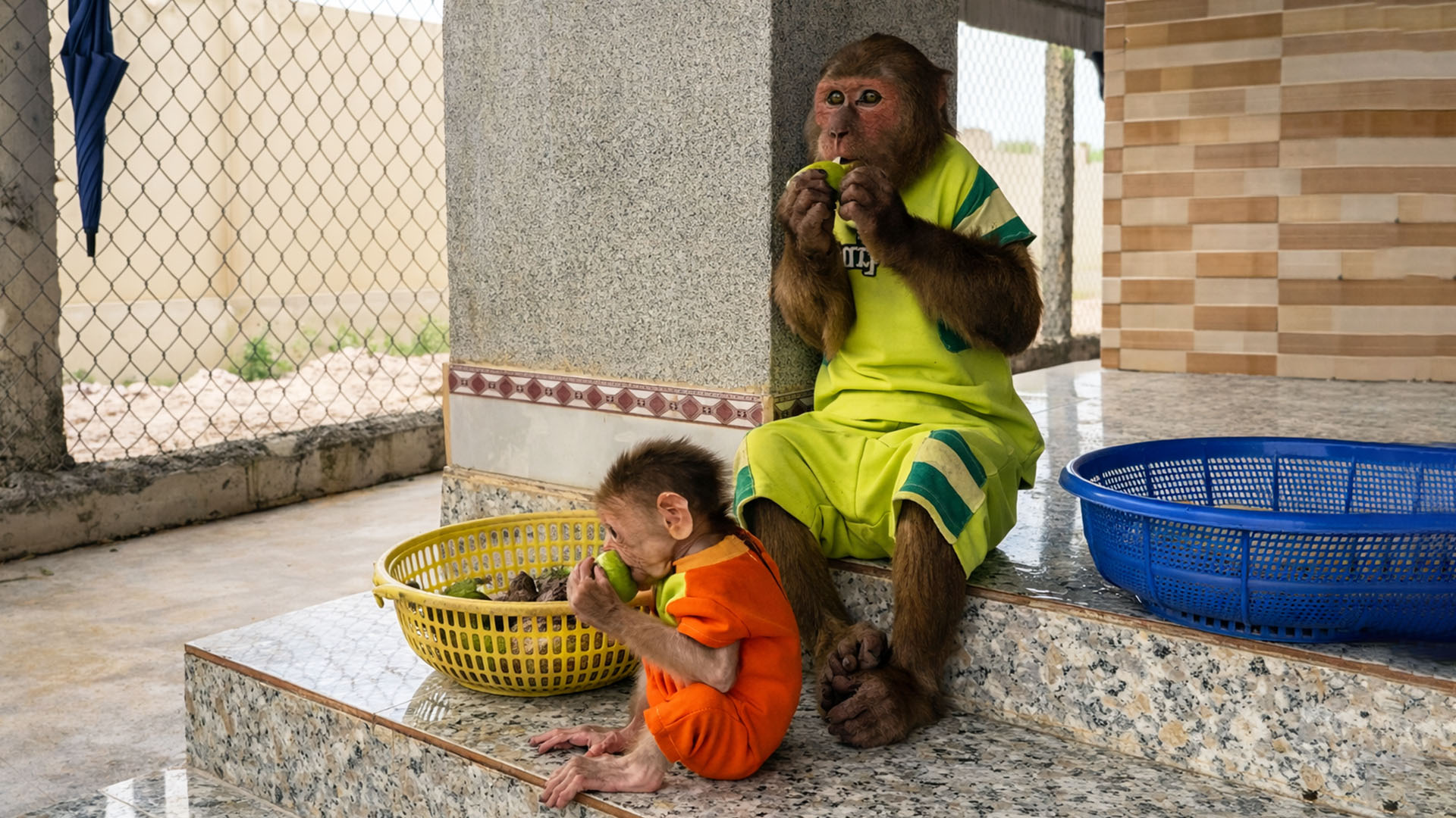 Cutis farm plan ends with food for Buem