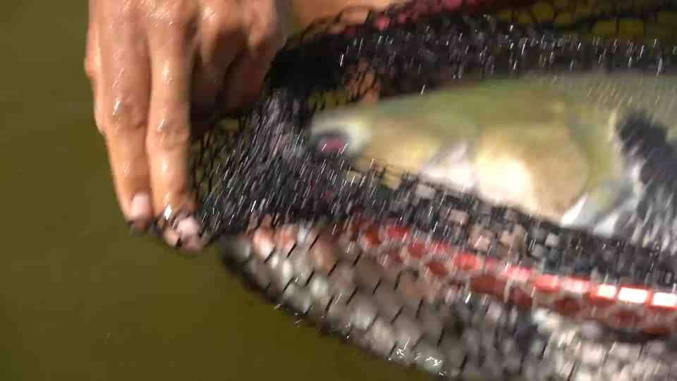 Building a stone wall in my river to protect my pet fish