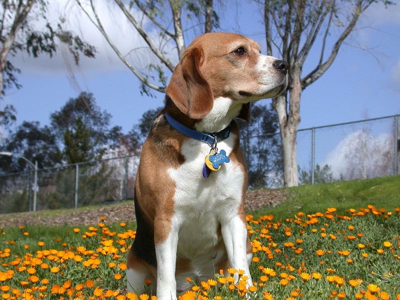 16 dog breeds that can make everyday routines feel more meaningful