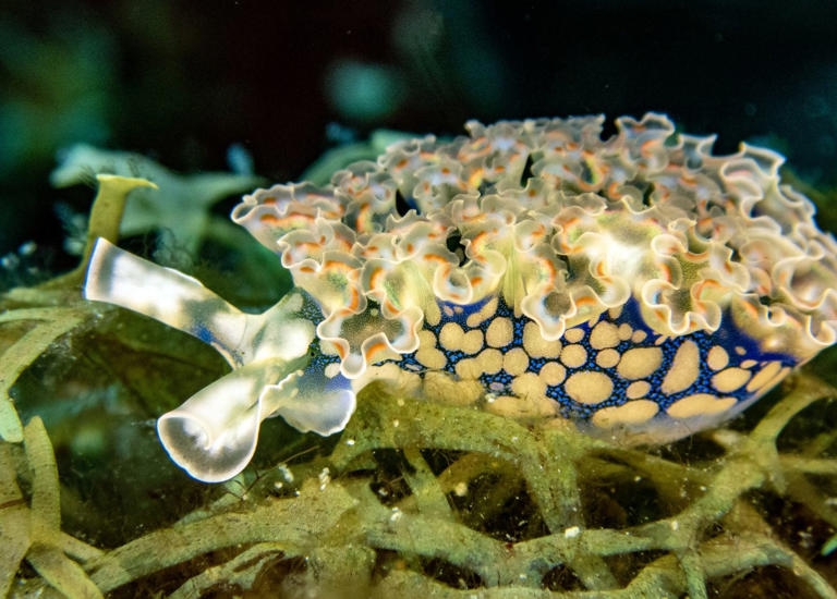 These sea slugs can 'eat' sunlight—but they're no astrophage. Here's ...