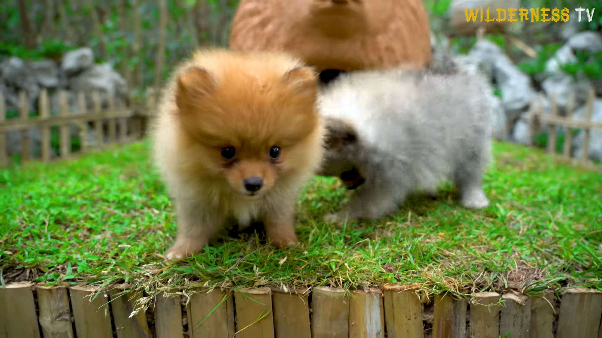 Watch poor rescued Pomeranian puppies finally find safety in their new home
