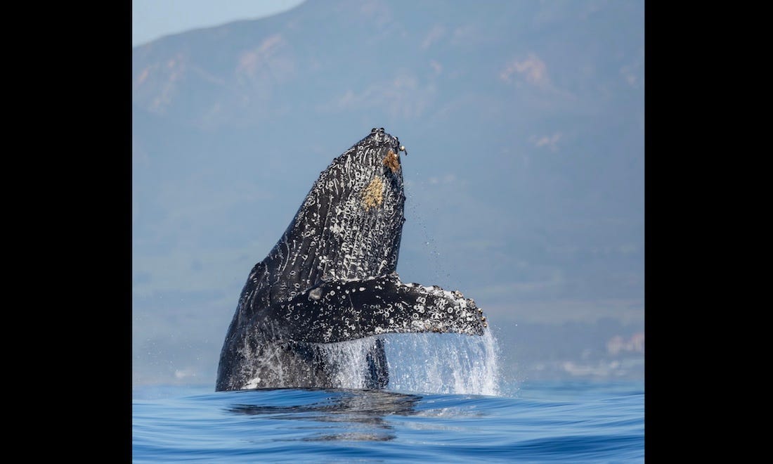 'Small' humpback whale appears larger than life off Santa Barbara