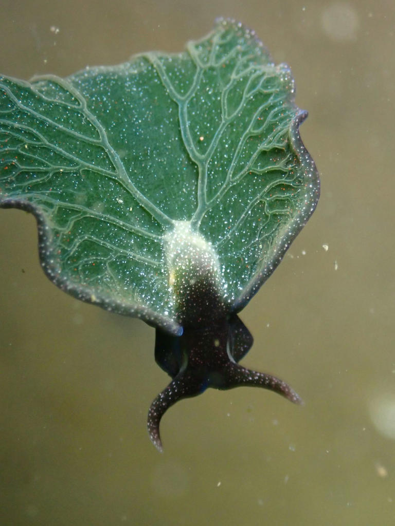 These sea slugs can 'eat' sunlight—but they're no astrophage. Here's ...