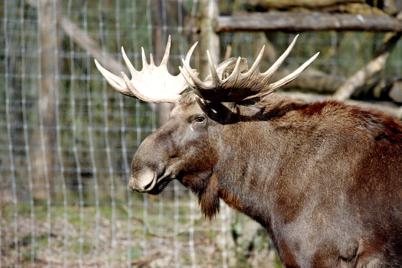 18 dangerous Canadian animals people underestimate