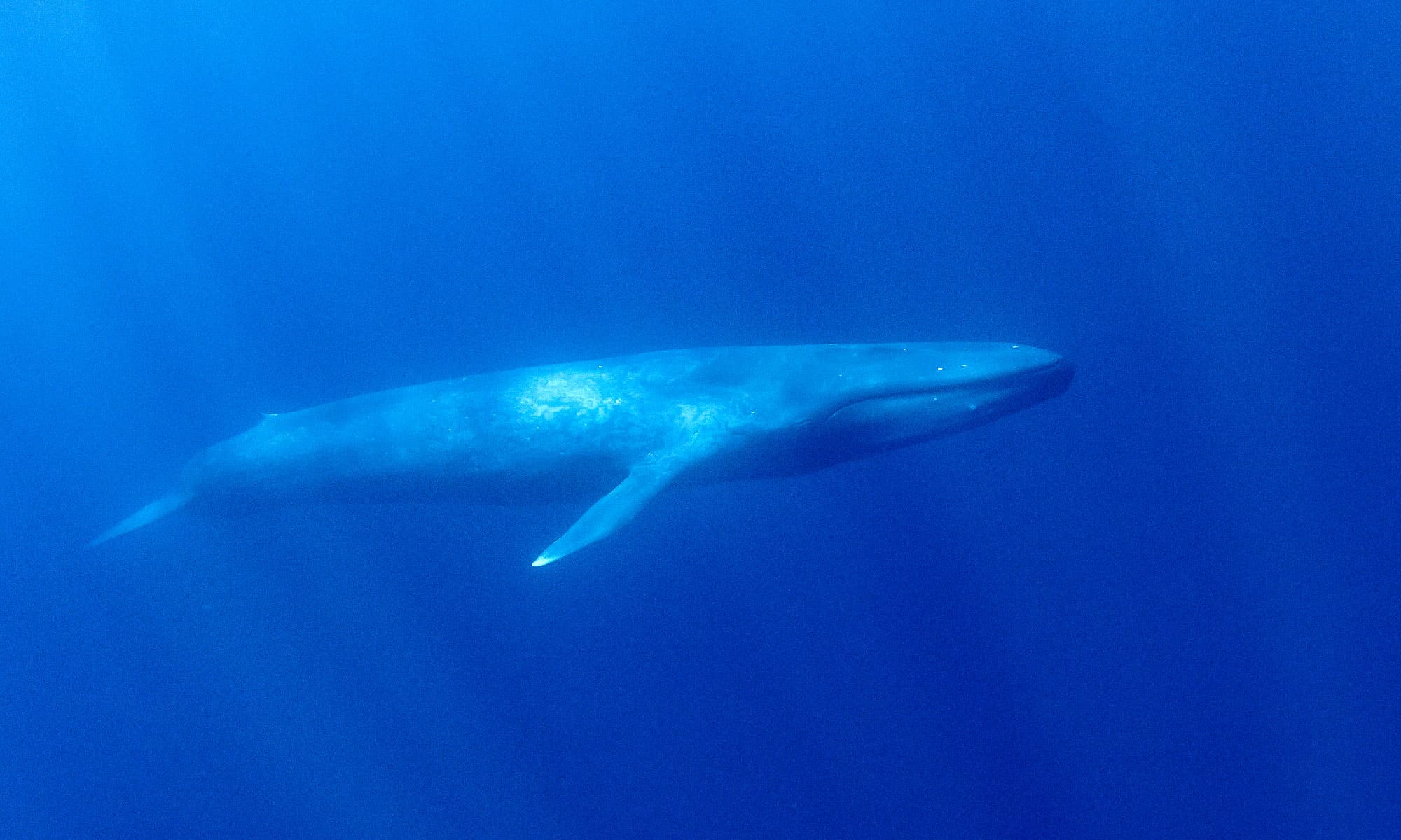 The largest animal on Earth makes even giants look small