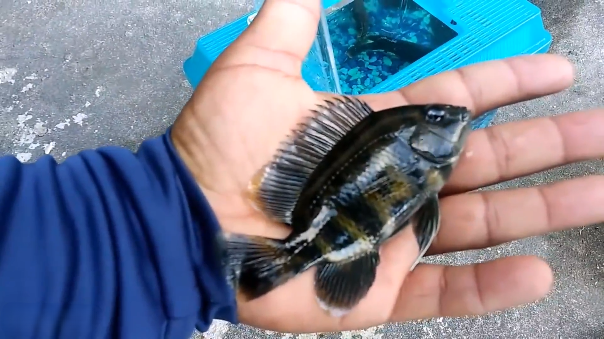 Catching new pet fish and storing them in a mini aquarium