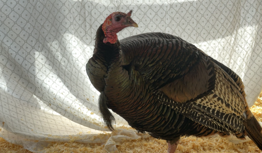 Car-chasing turkey could be relocated after not learning lesson from ...