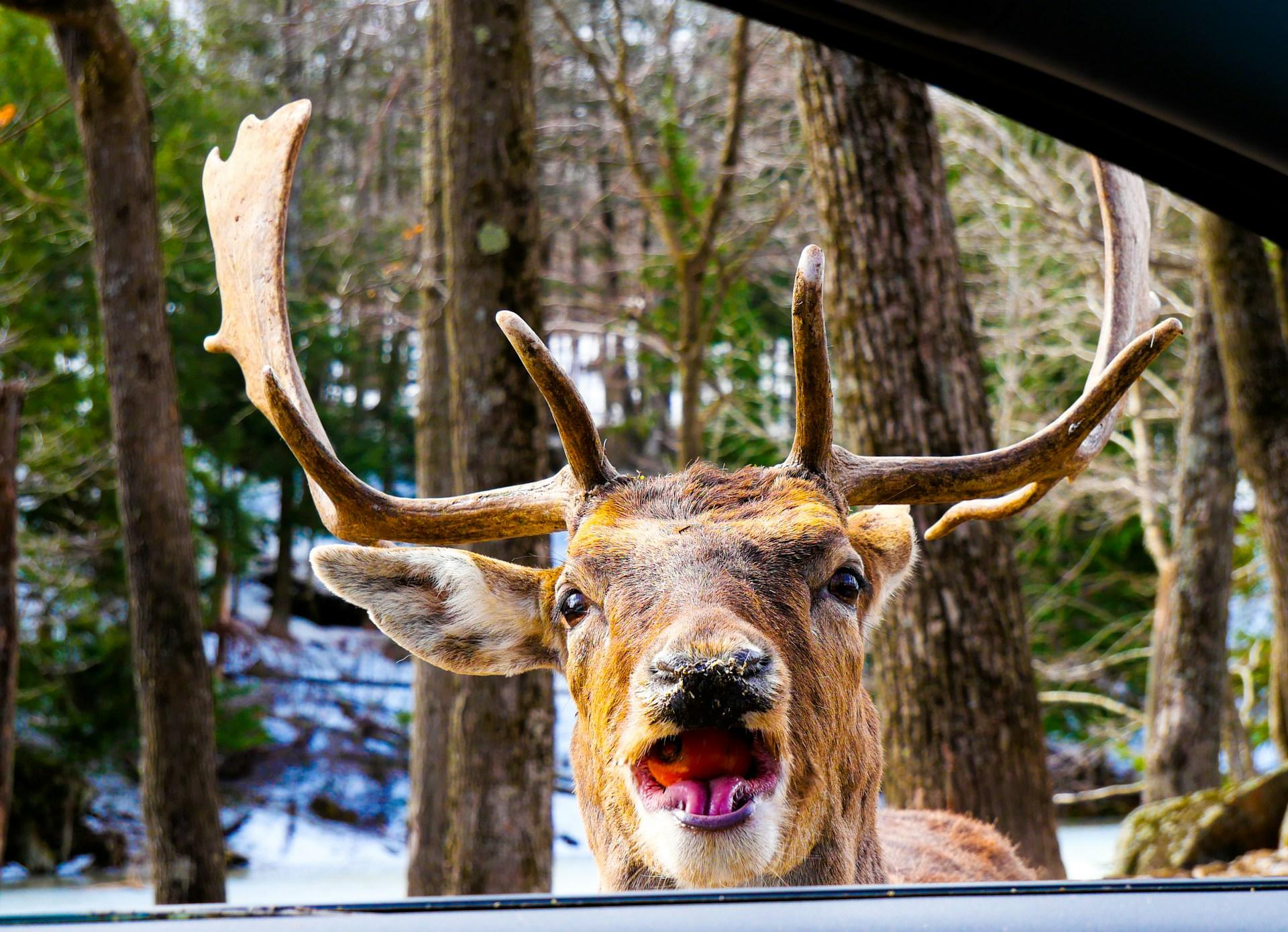 18 dangerous Canadian animals people underestimate