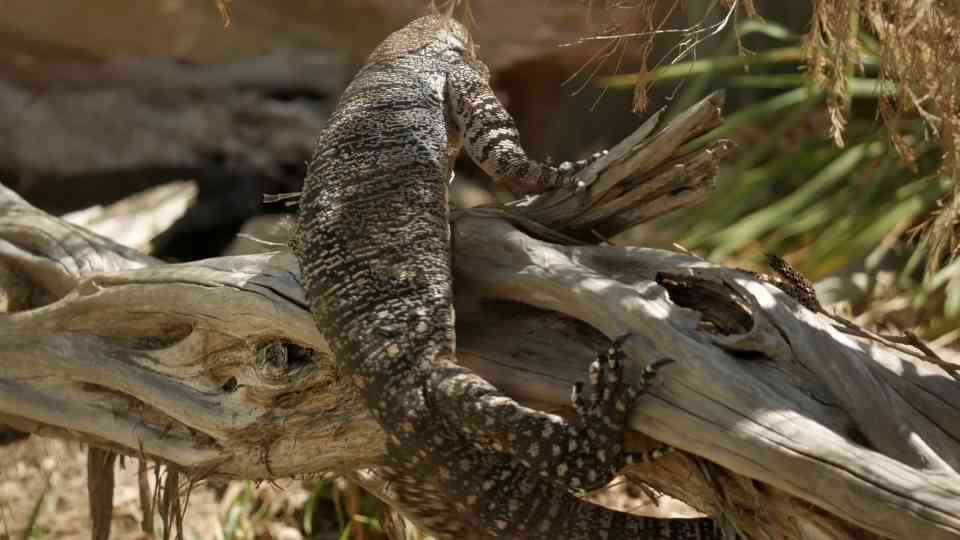 An island predator enters a new ecosystem - and starts hunting immediately