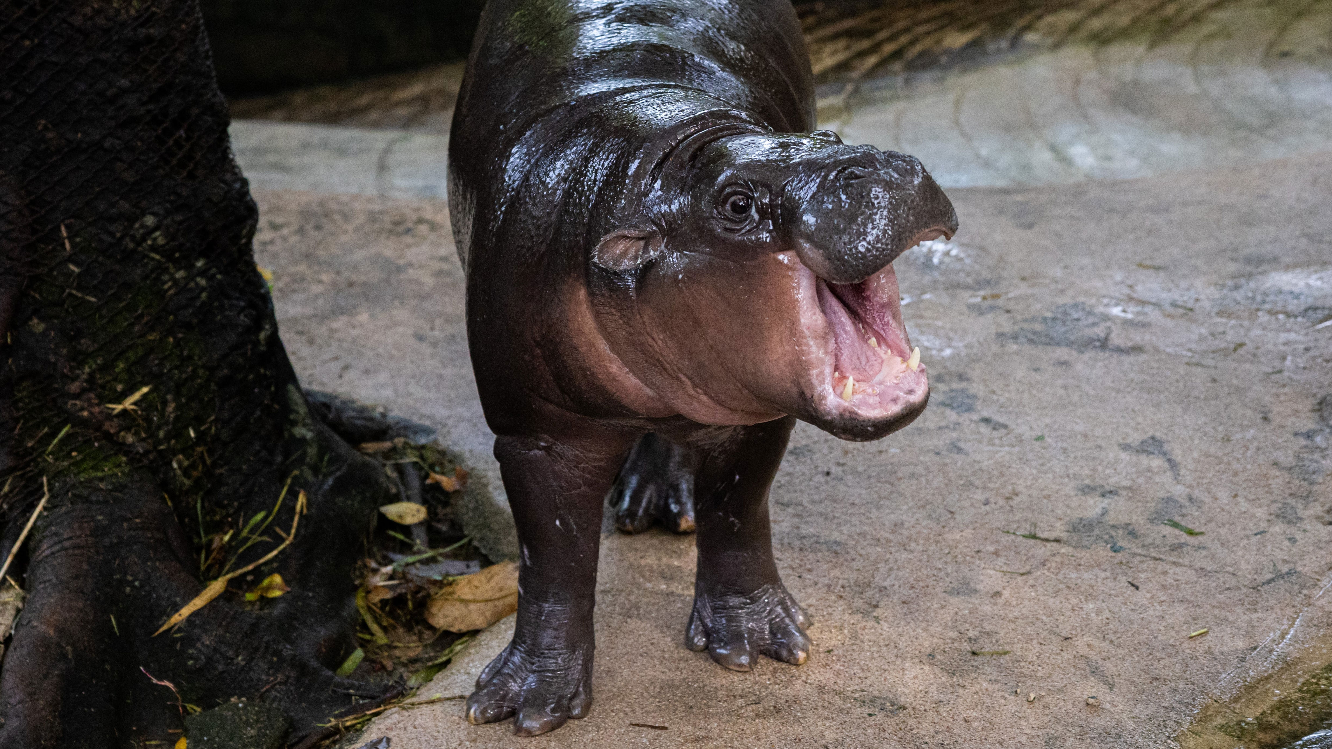 Intruder busted after climbing into viral hippo’s enclosure
