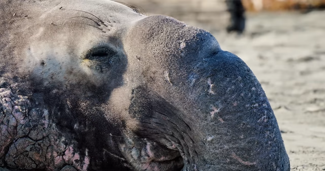 Watch what happens when dominant males control entire groups of females