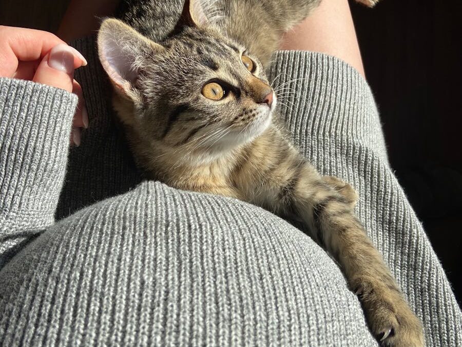 15 things only cat owners will understand
