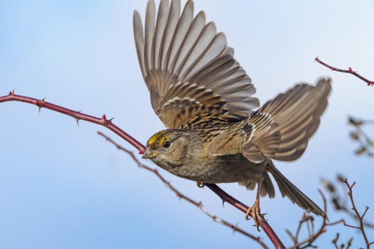 Why birds keep appearing in your life (expert meaning)