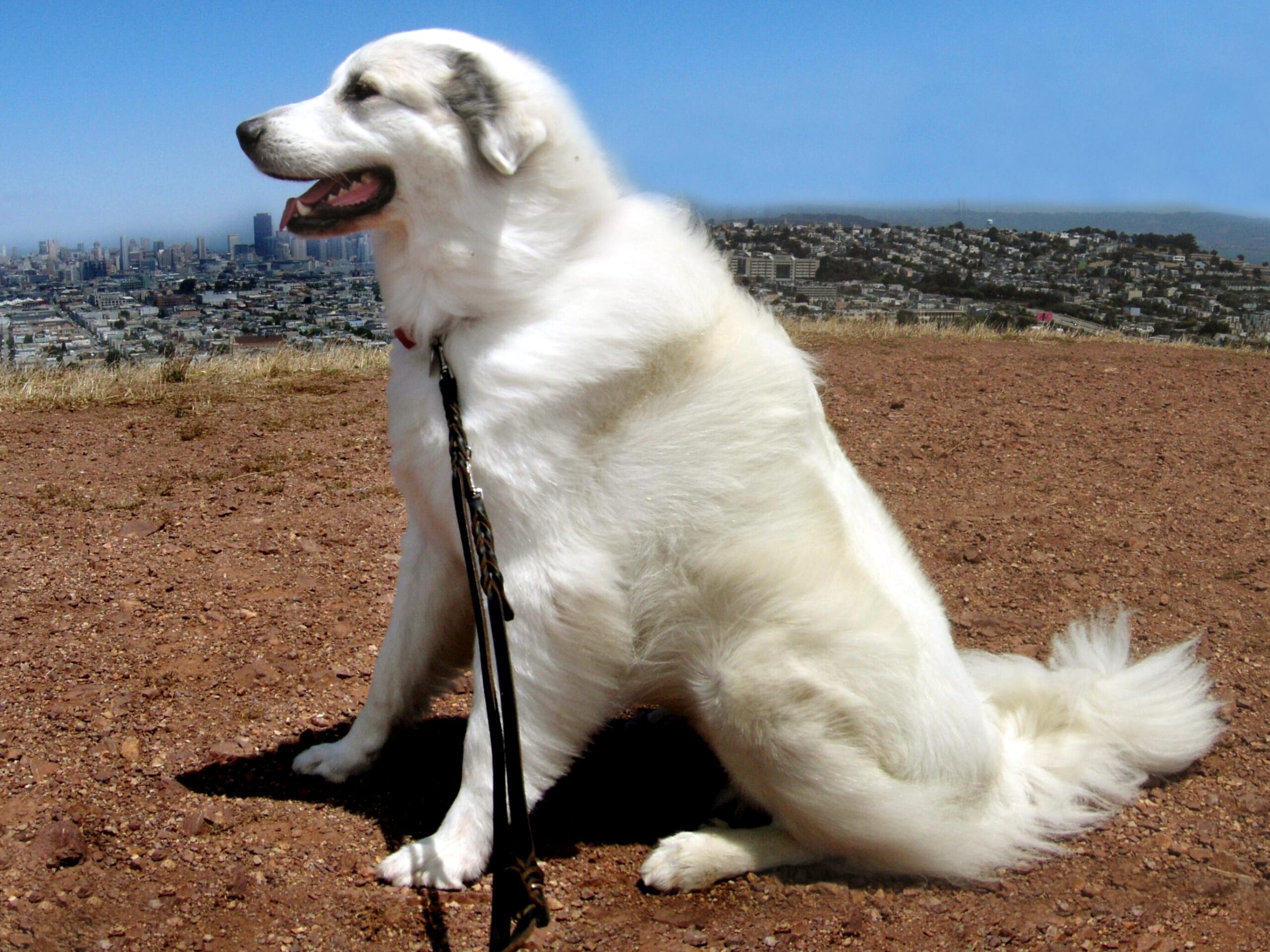 15 big dog breeds that will steal your heart