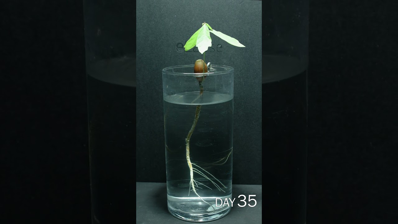 Acorn growing in water time lapse - 70 days in 54 seconds