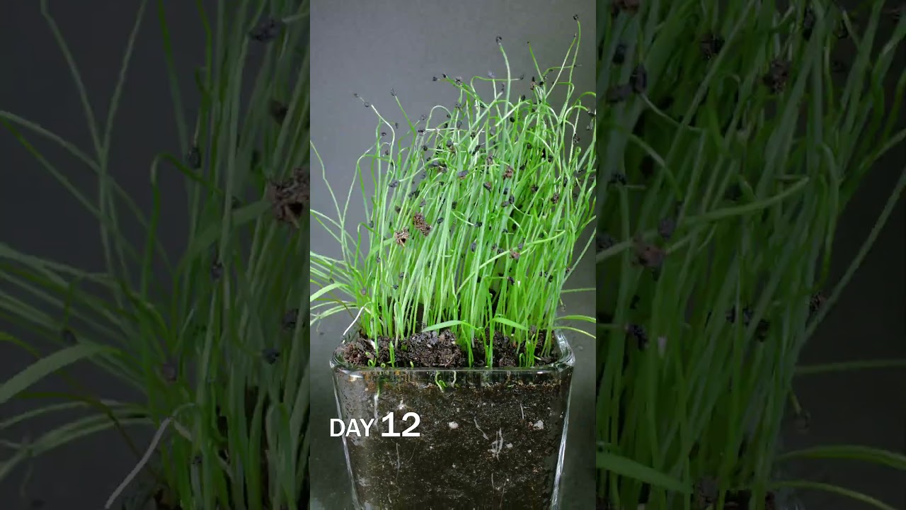 Leek microgreens growing time lapse