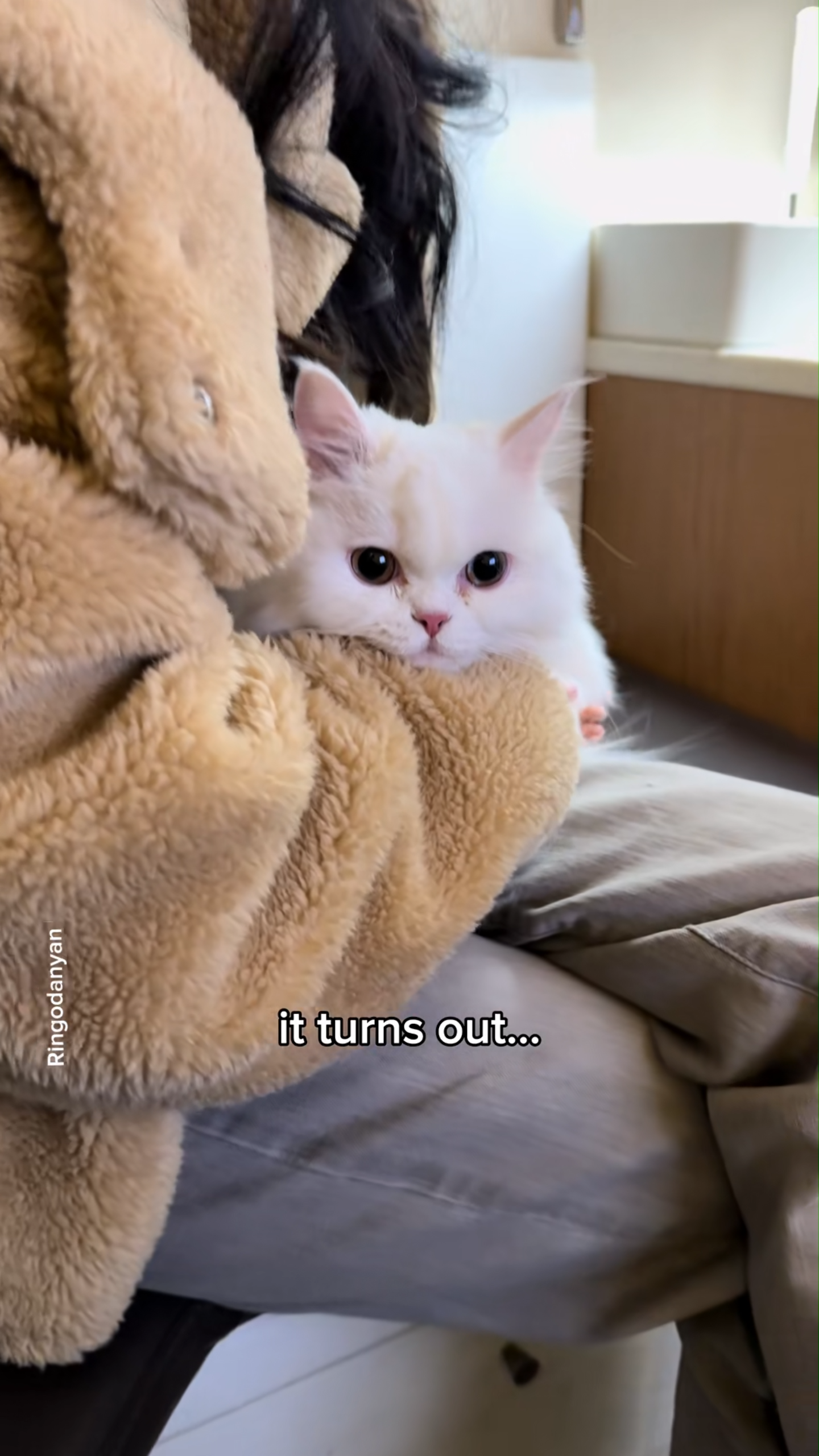 This cat is built different and it shows