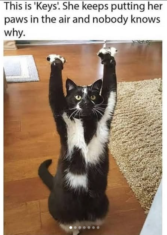 A Leprechaun's Gold Mine of Pet Memes for Post St. Patrick Day Scrolls