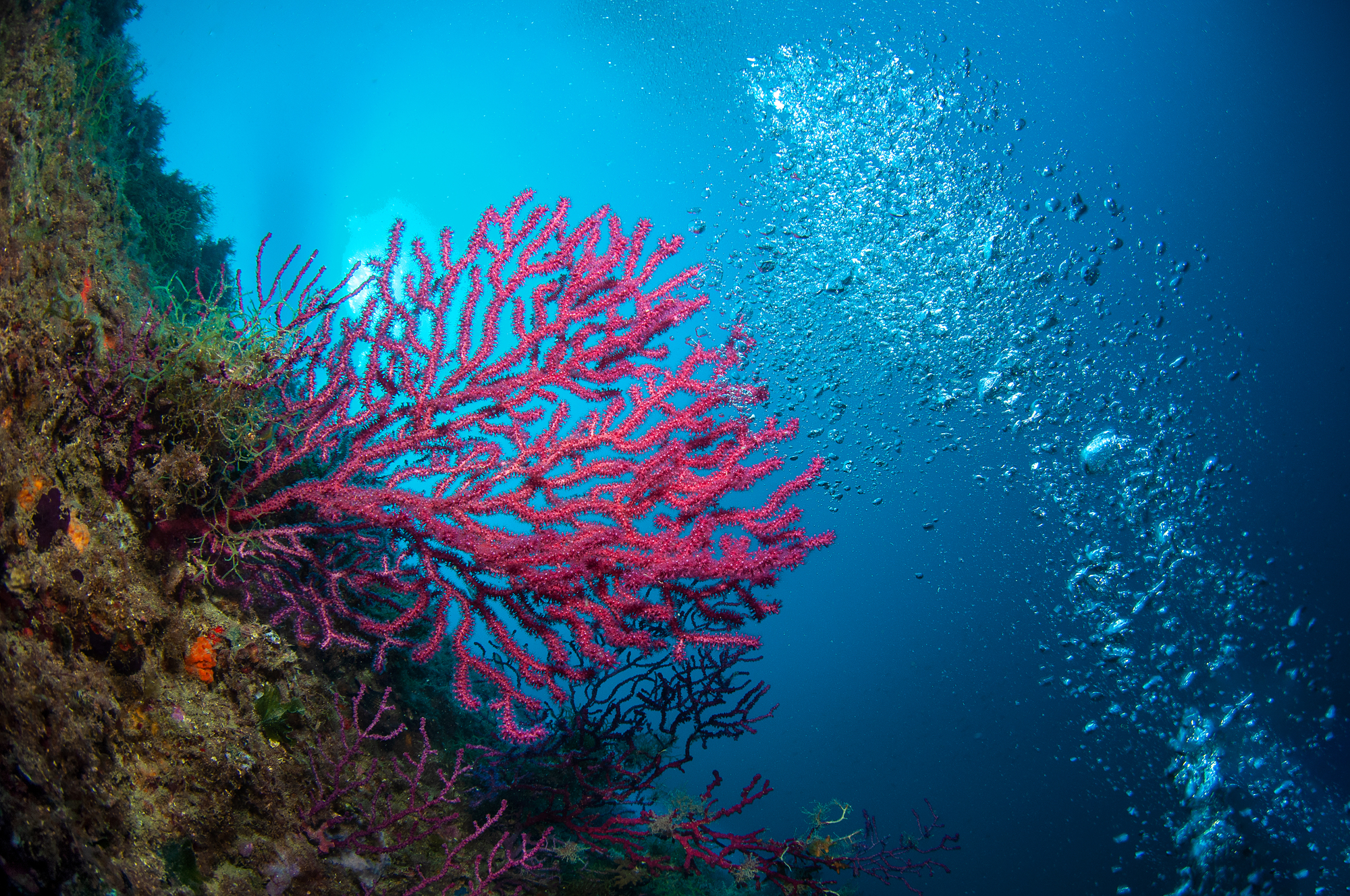 19 deep-sea creatures that look like they belong on another planet