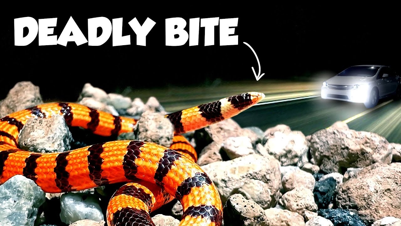 How extreme heat shapes every creature in this Australian desert