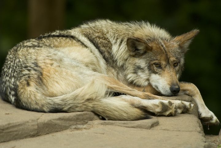10 unique wildlife species that thrive across New Mexico's wild terrain