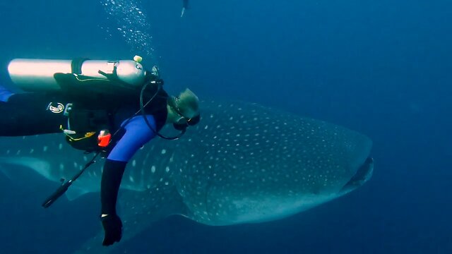 Gigantic whale shark makes scuba divers look tiny