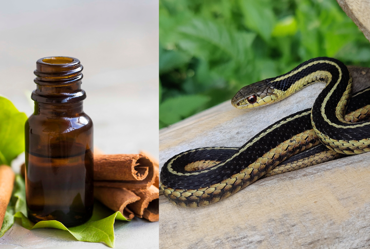 Keep snakes out of your garden with cinnamon oil