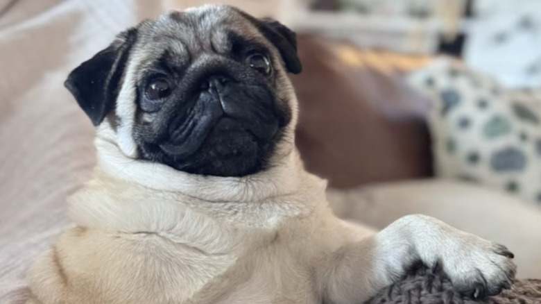 Pug Dances On 2 Legs To Get Attention & We'd Fold Instantly