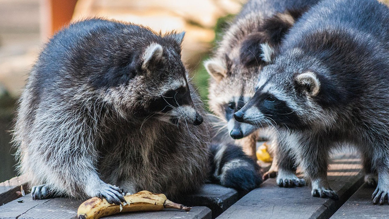The animals most likely to treat your land like it belongs to them