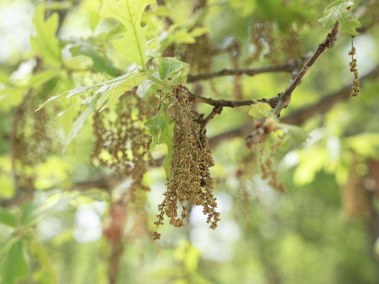 Allergy alert: Central Texas oak pollen season is here. How high are ...