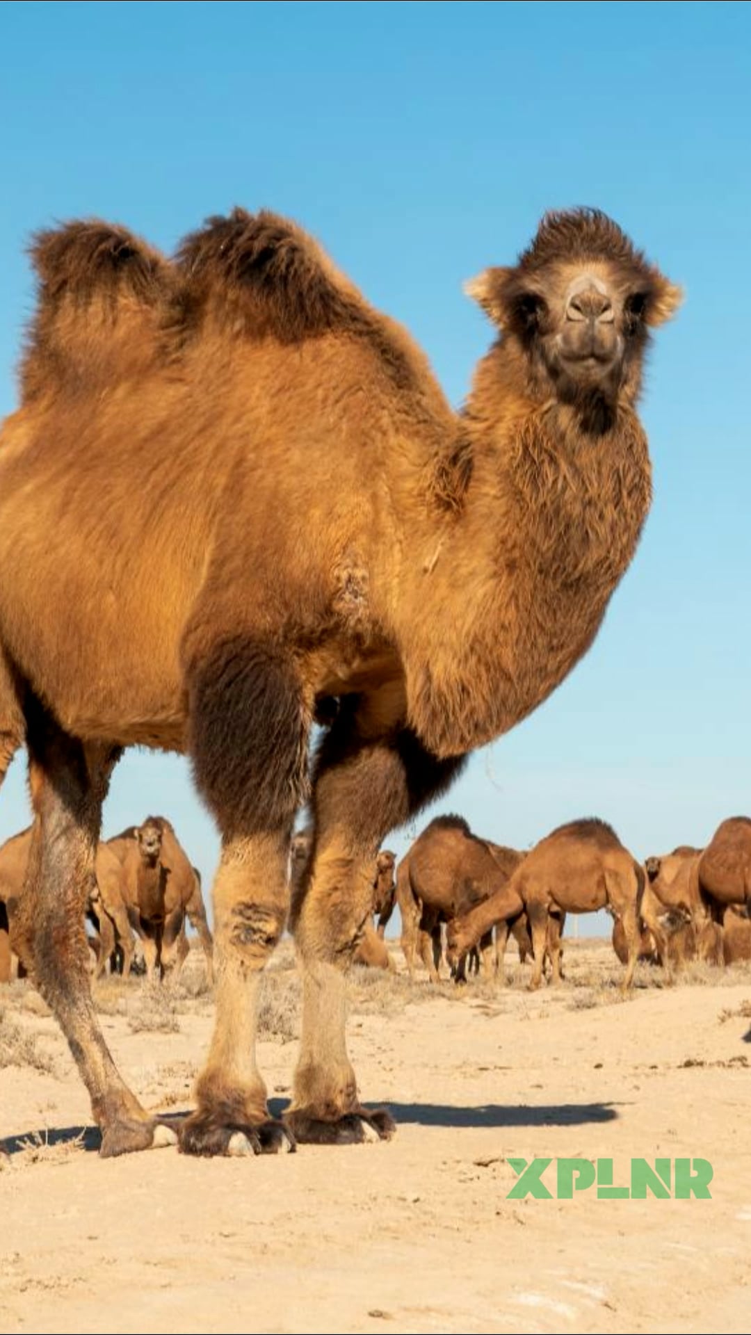 The camel myth: What’s really inside a hump might surprise you